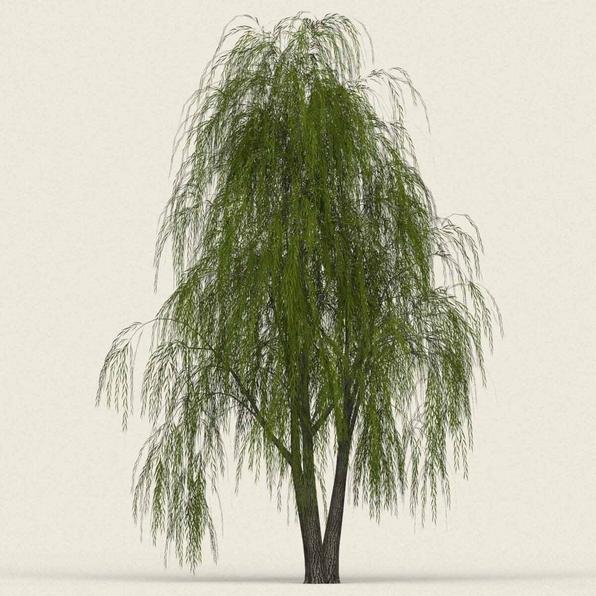 Willow Tree 03 - 3D Model by TreeWorld3d