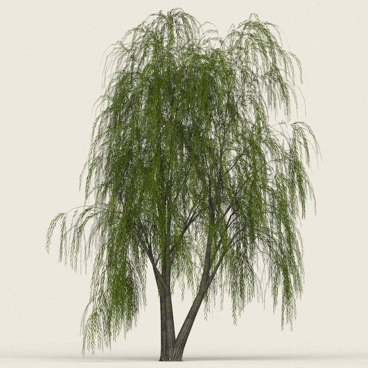 Willow Tree 03 - 3D Model by TreeWorld3d