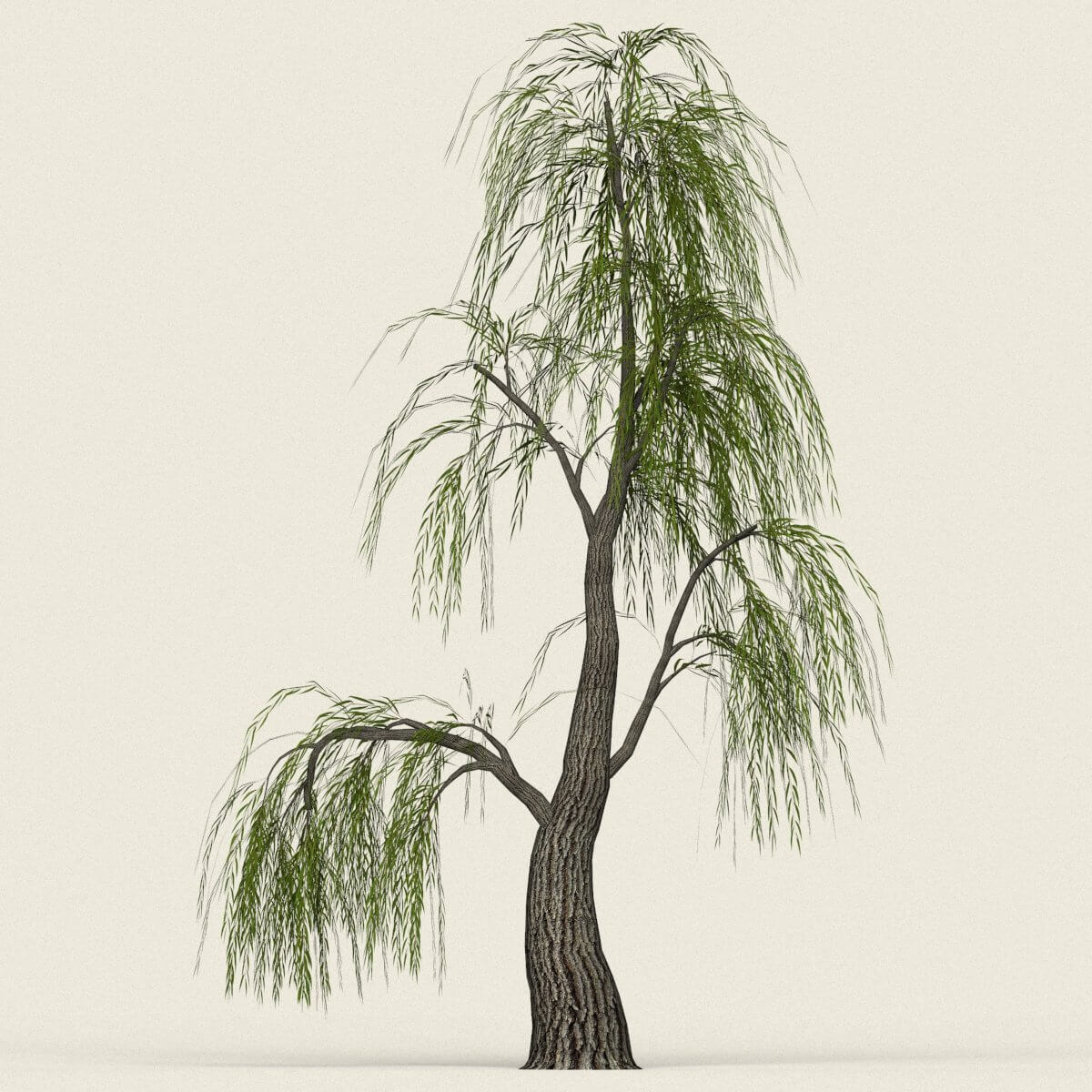 Willow Tree 06 - 3D Model by TreeWorld3d