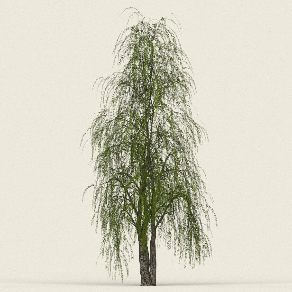 Willow Tree 09 - 3D Model by TreeWorld3d