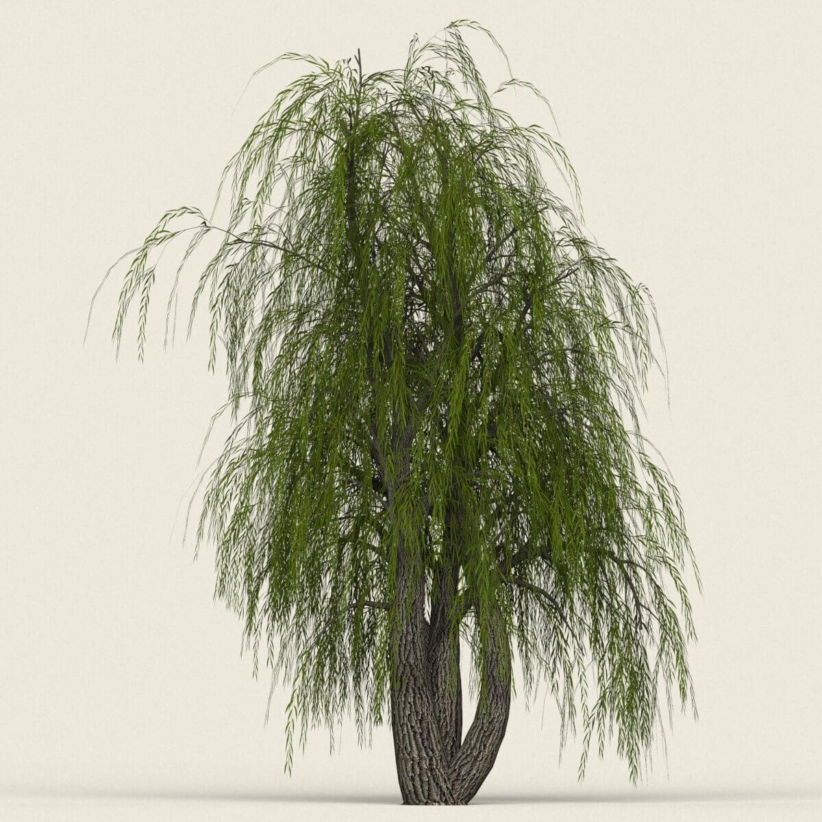 Willow Tree 10 - 3D Model by TreeWorld3d