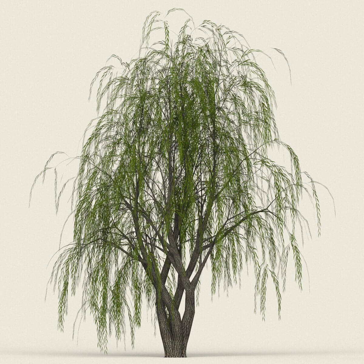 Willow Tree 11 - 3D Model by TreeWorld3d