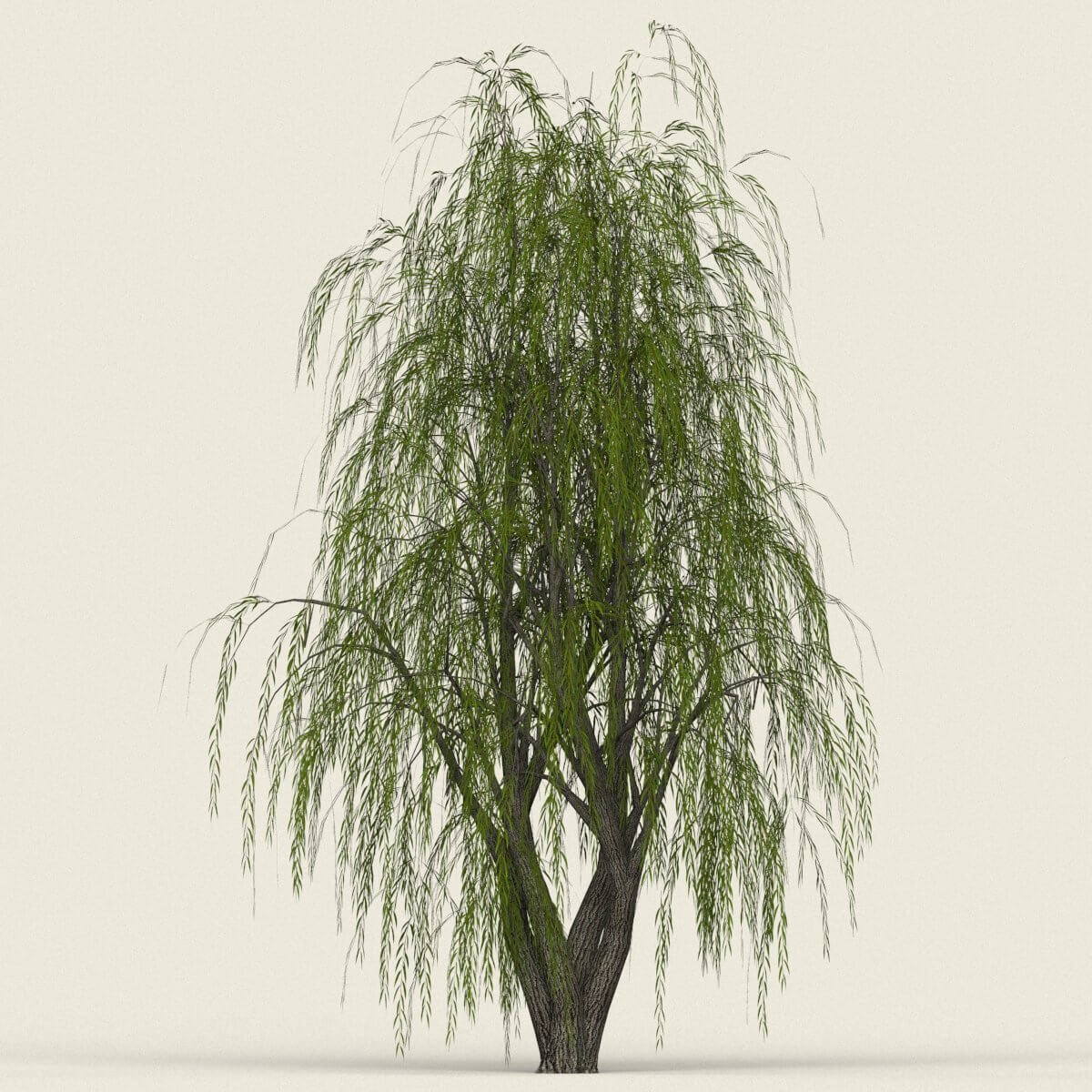 Willow Tree 11 - 3D Model by TreeWorld3d