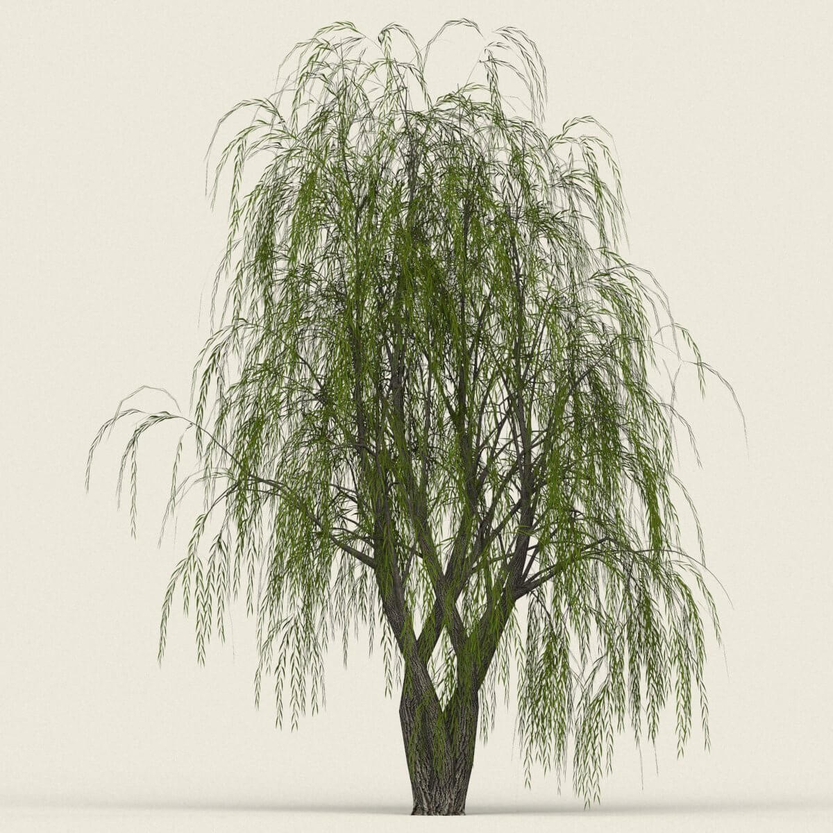 Willow Tree 11 - 3D Model by TreeWorld3d