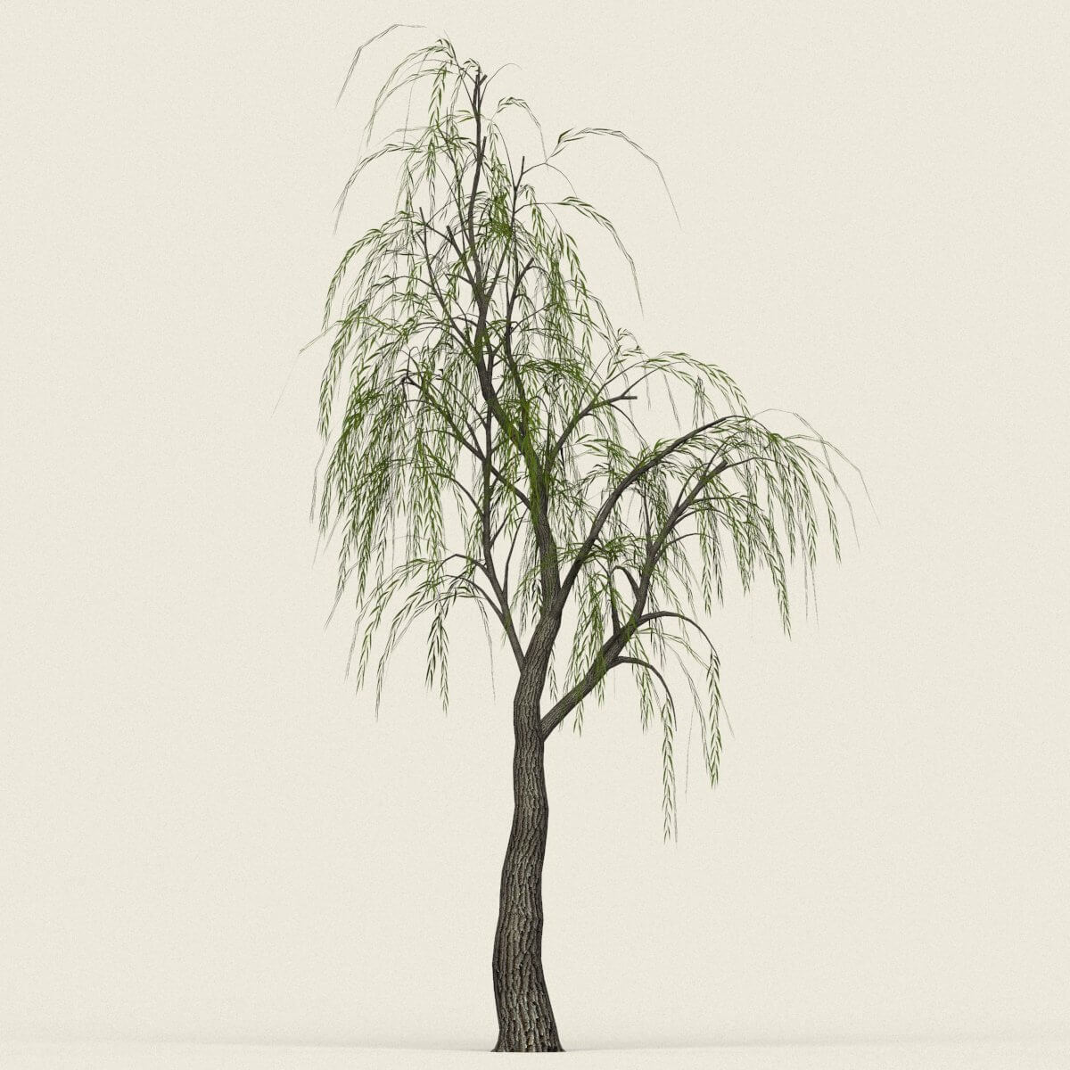 Willow Tree 12 - 3D Model by TreeWorld3d
