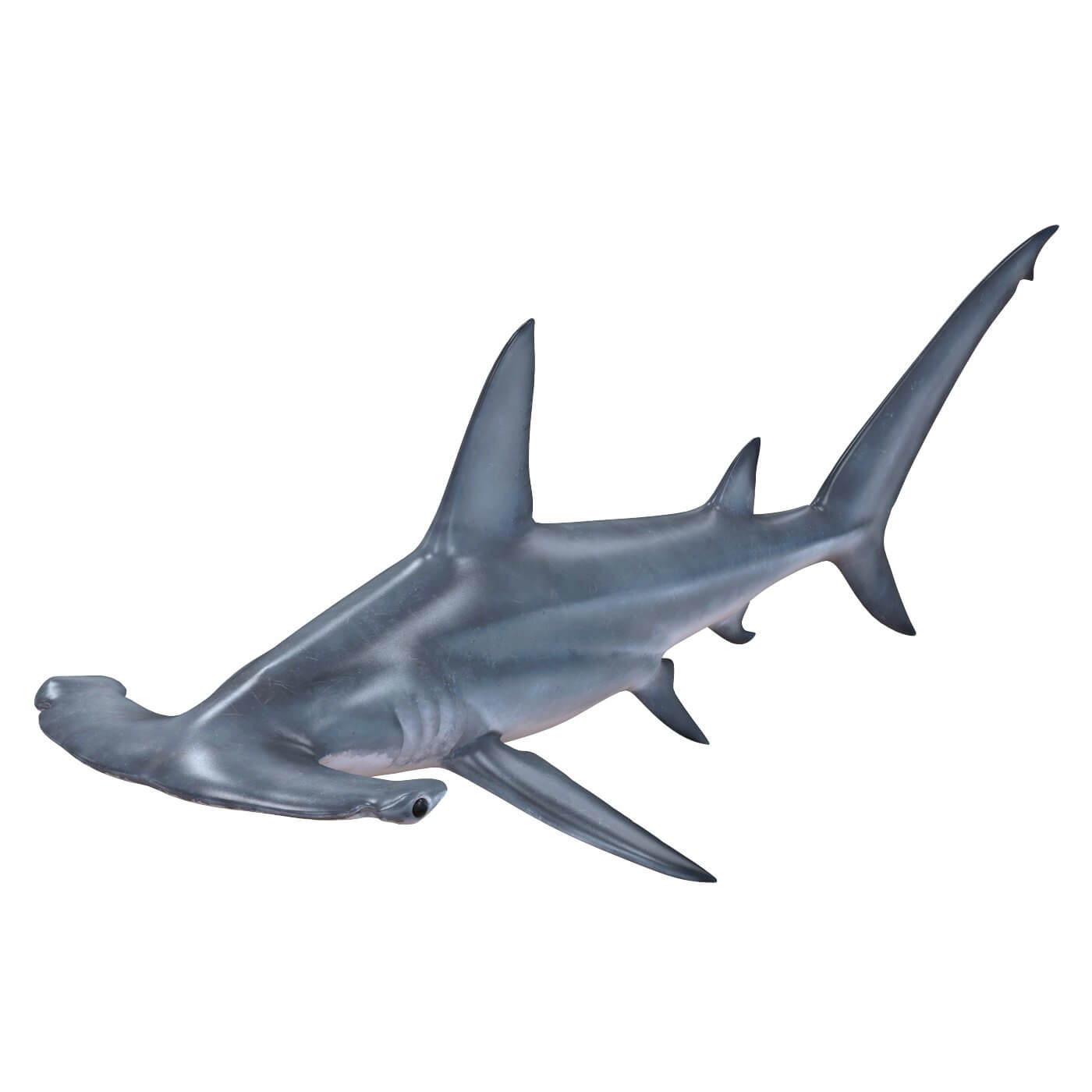 Hammerhead Shark - 3D Model by TreeWorld3d