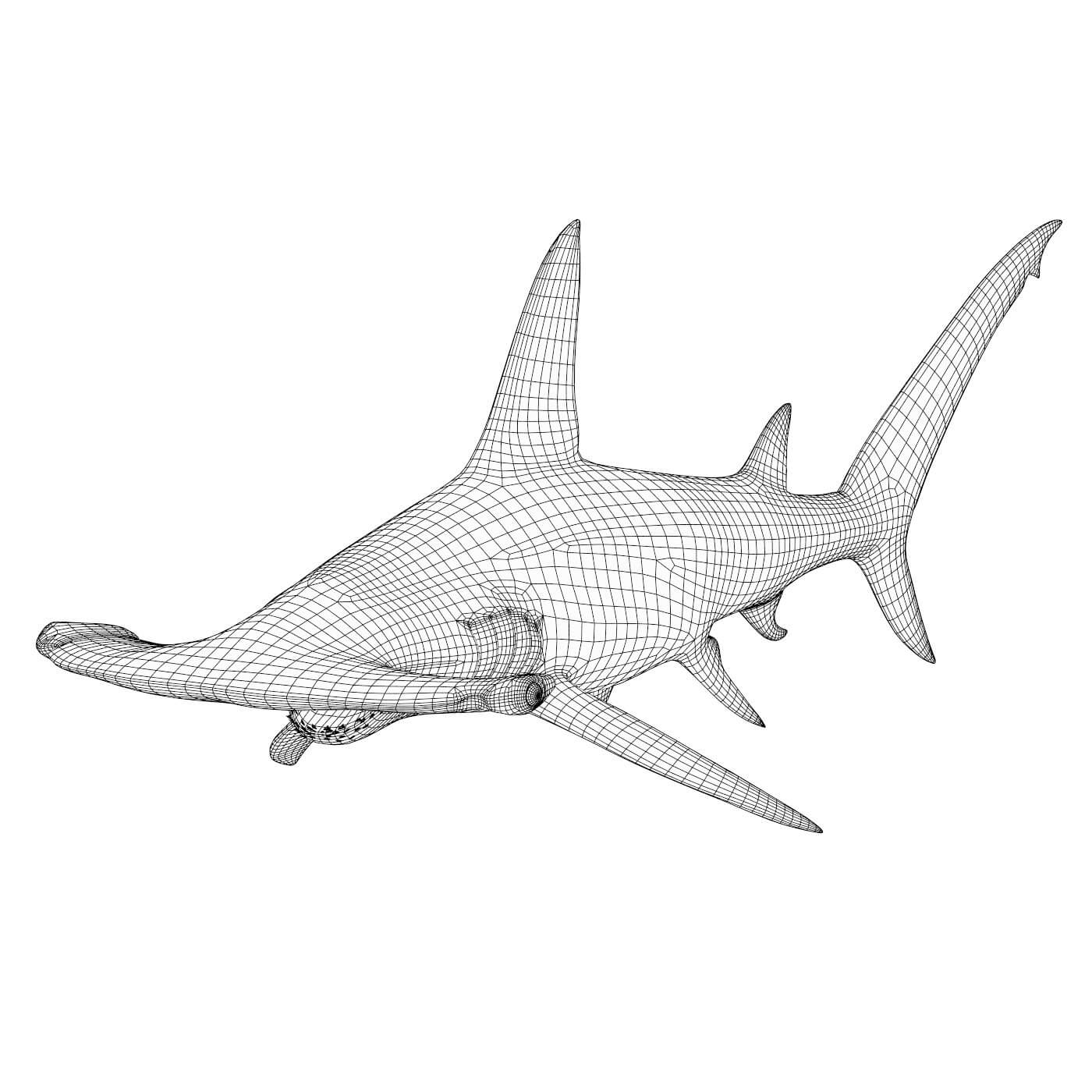 Hammerhead Shark - 3D Model by TreeWorld3d