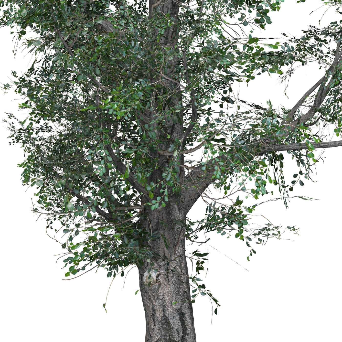 Low Poly Oak Tree 01 - 3D Model by TreeWorld3d
