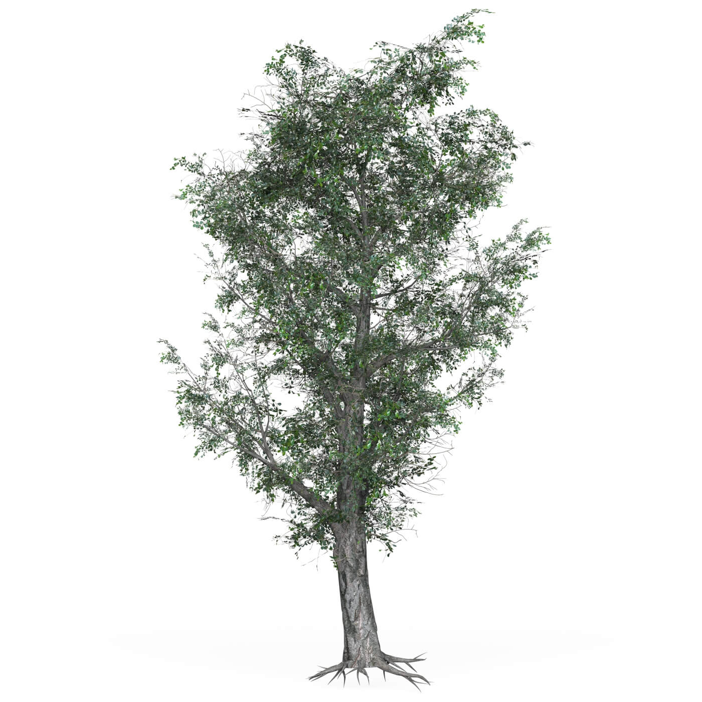 Low Poly Oak Tree 01 - 3D Model by TreeWorld3d