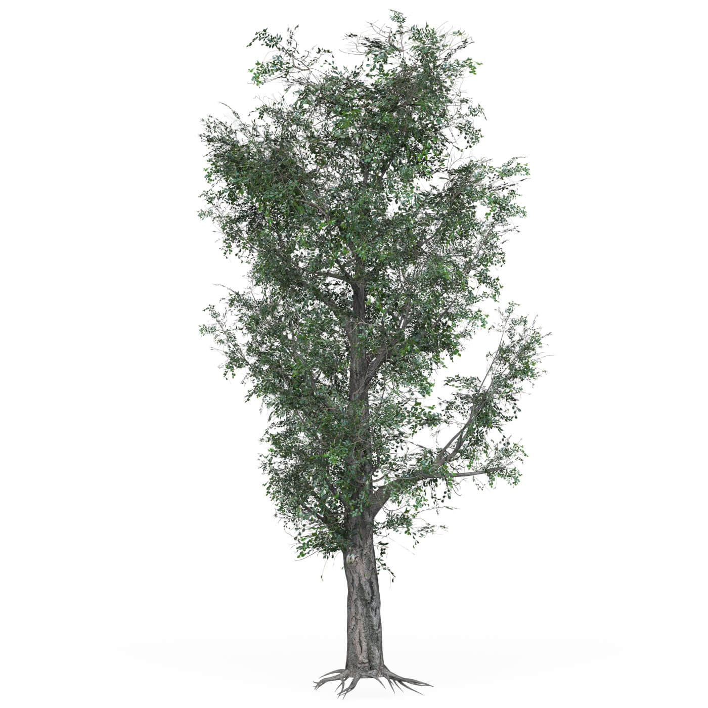 Low Poly Oak Tree 01 - 3D Model by TreeWorld3d