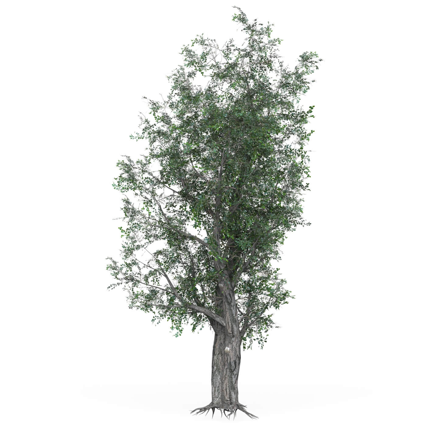 Low Poly Oak Tree 02 - 3D Model by TreeWorld3d