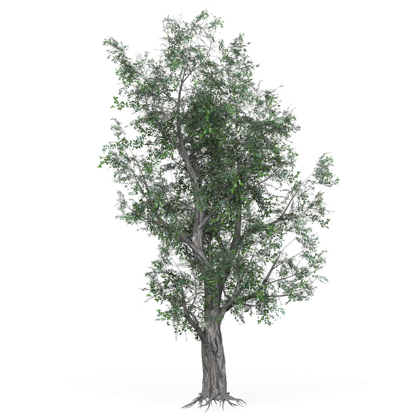 Low Poly Oak Tree 02 - 3D Model by TreeWorld3d