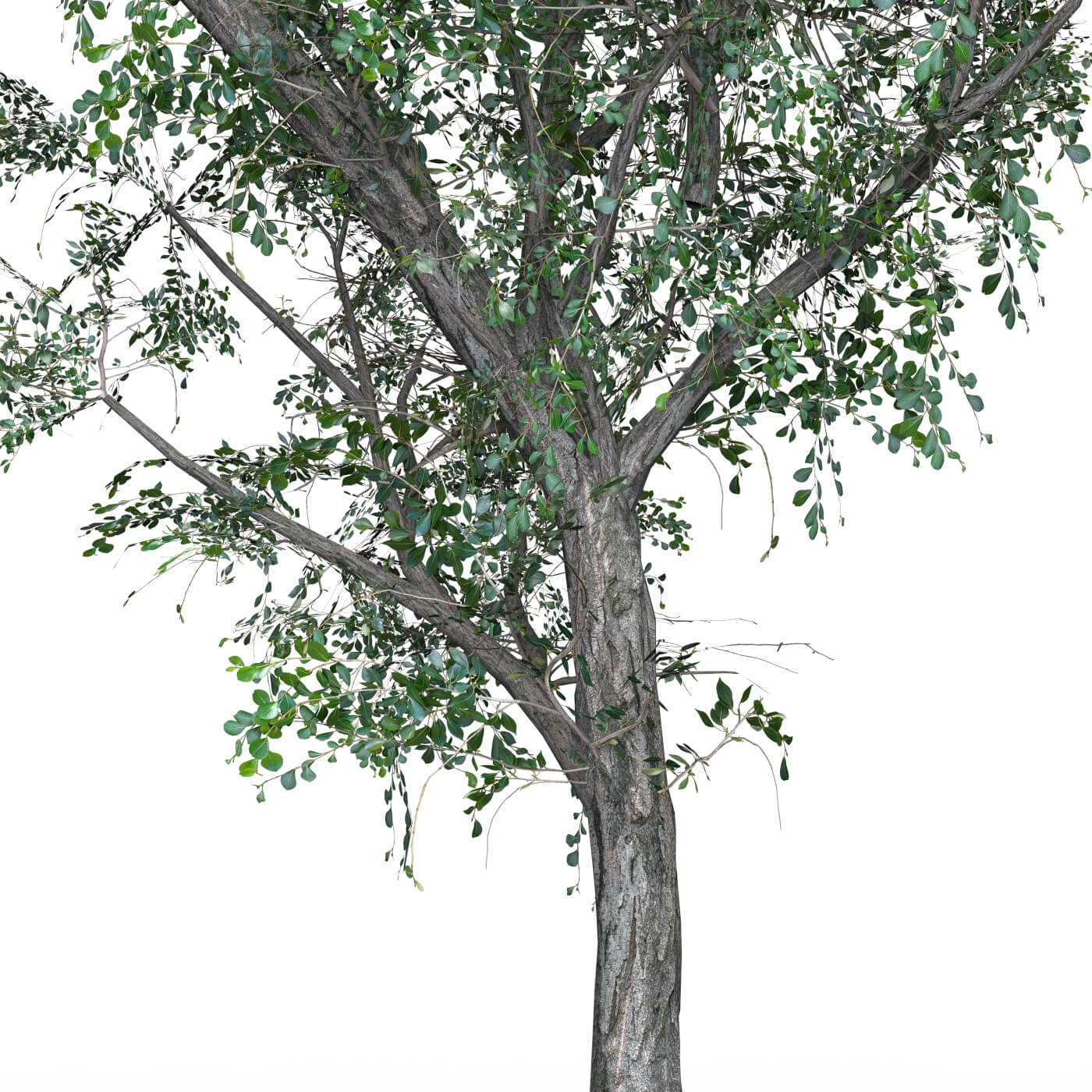 Low Poly Oak Tree 03 - 3D Model by TreeWorld3d