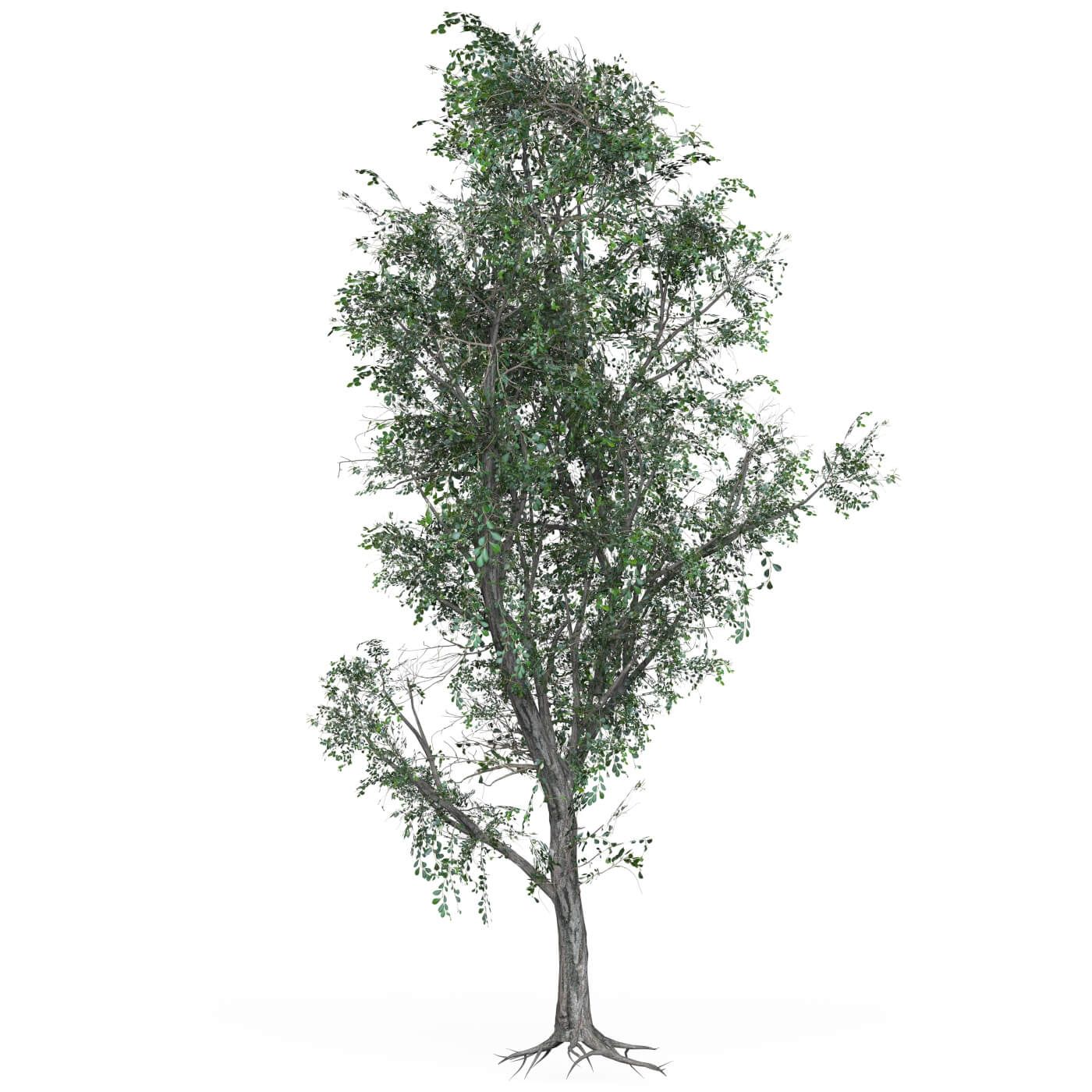Low Poly Oak Tree 03 - 3D Model by TreeWorld3d