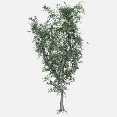 Low Poly Oak Tree 03 - 3D Model by TreeWorld3d