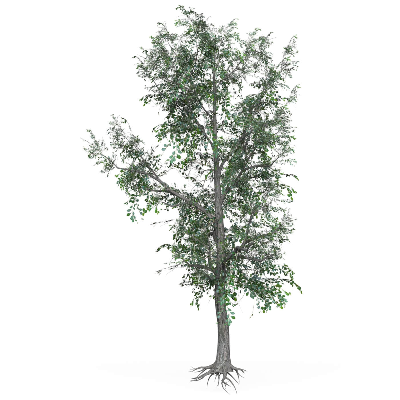 Low Poly Oak Tree 04 - 3D Model by TreeWorld3d