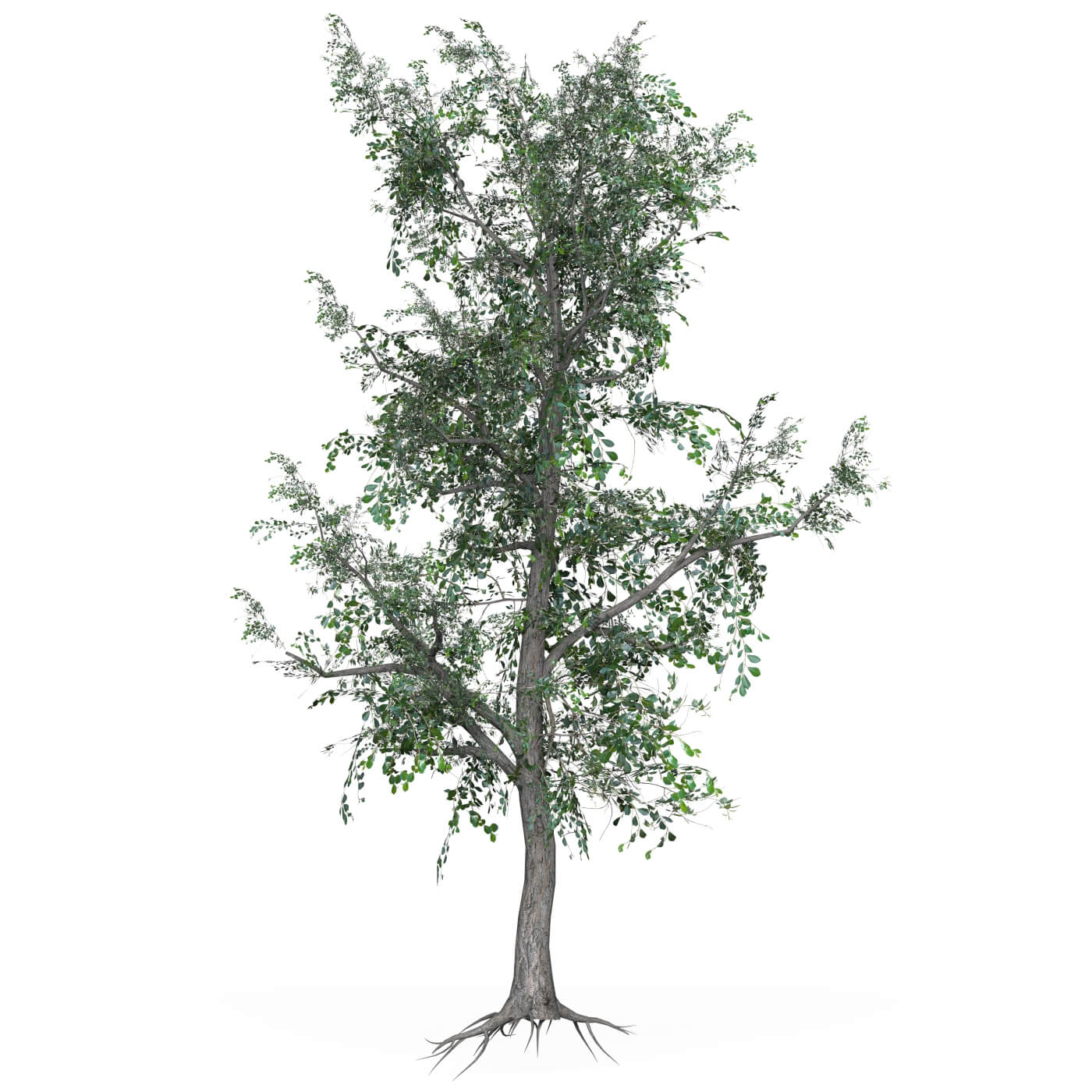 Low Poly Oak Tree 04 - 3D Model by TreeWorld3d