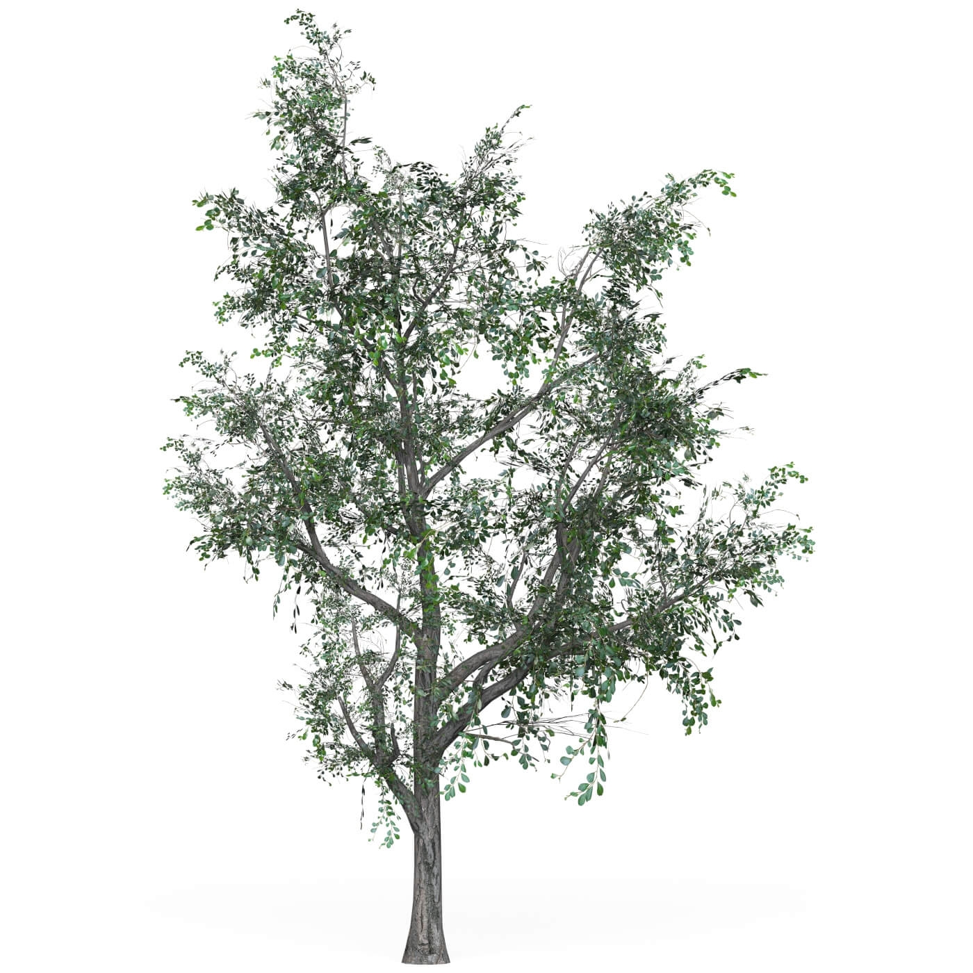 Low Poly Oak Tree 05 - 3D Model by TreeWorld3d