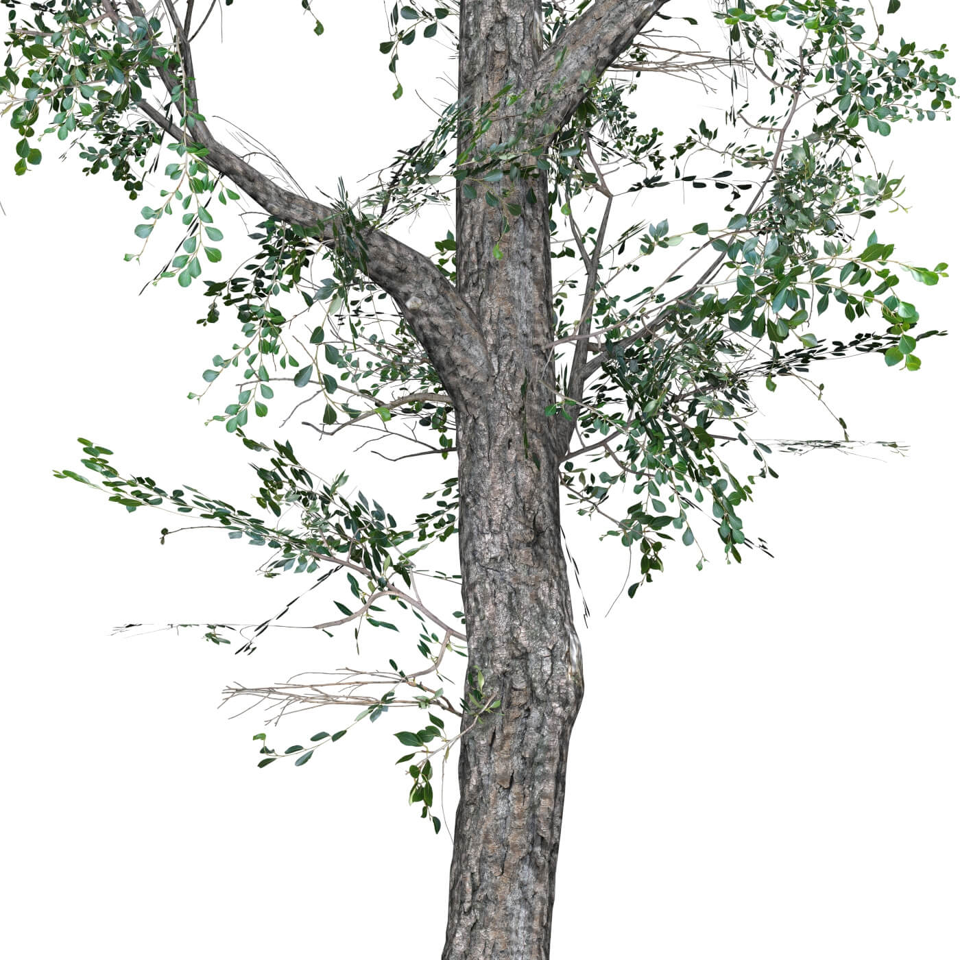 Low Poly Oak Tree 06 - 3D Model by TreeWorld3d