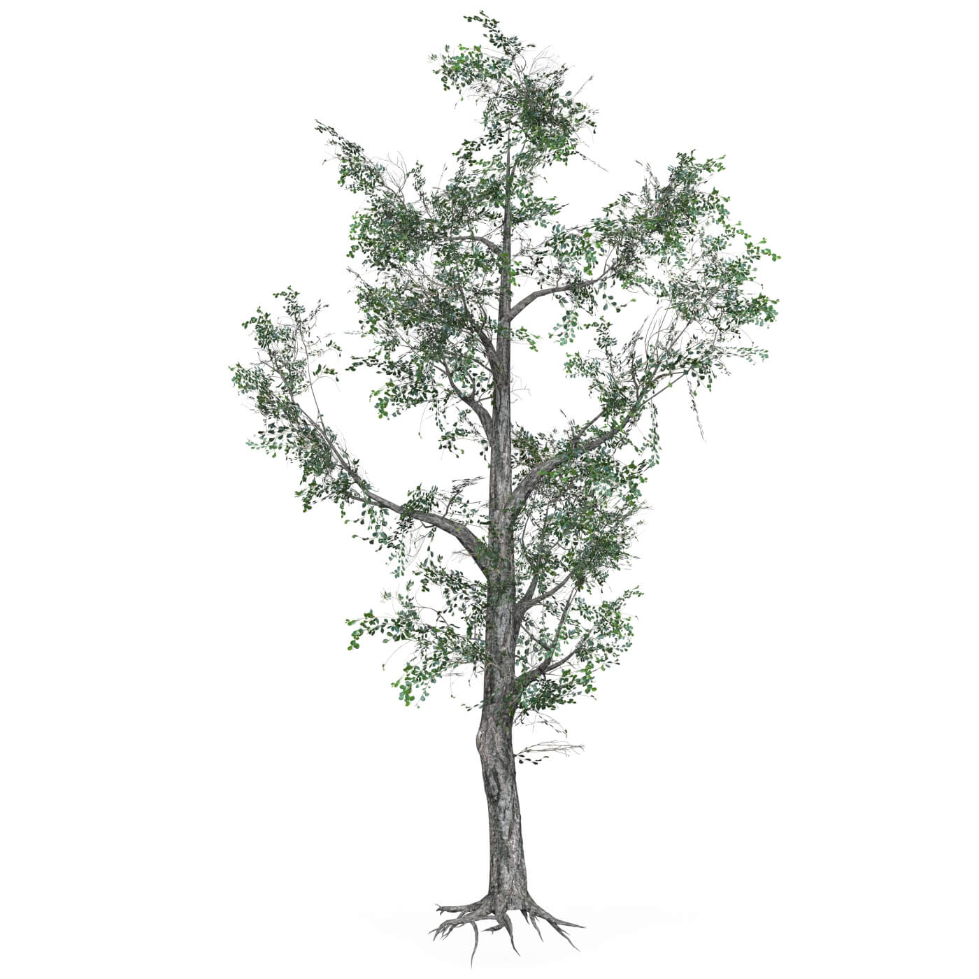 Low Poly Oak Tree 06 - 3D Model by TreeWorld3d