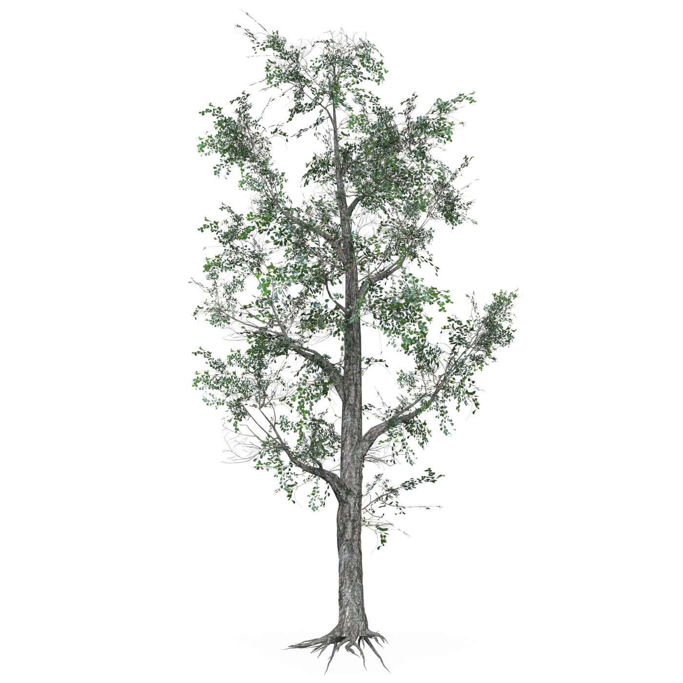 Low Poly Oak Tree 06 - 3D Model by TreeWorld3d