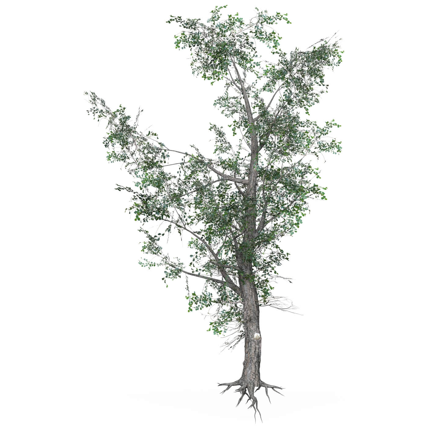 Low Poly Oak Tree 07 - 3D Model by TreeWorld3d