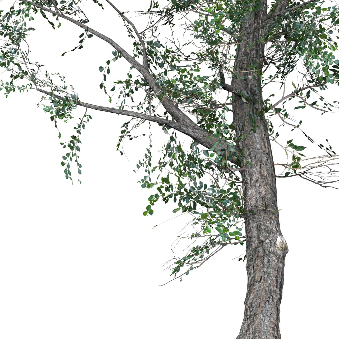 Low Poly Oak Tree 07 - 3D Model by TreeWorld3d