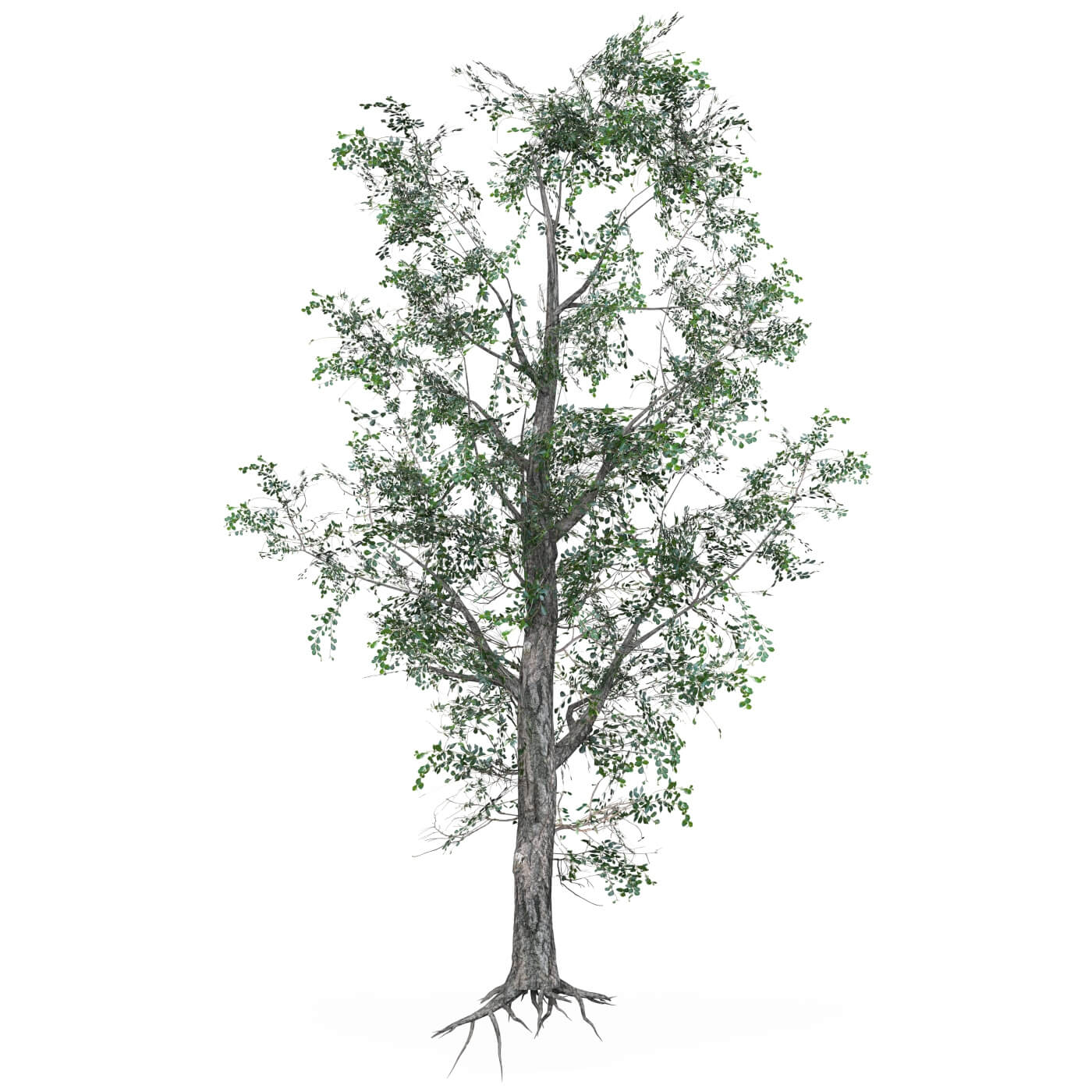 Low Poly Oak Tree 07 - 3D Model by TreeWorld3d