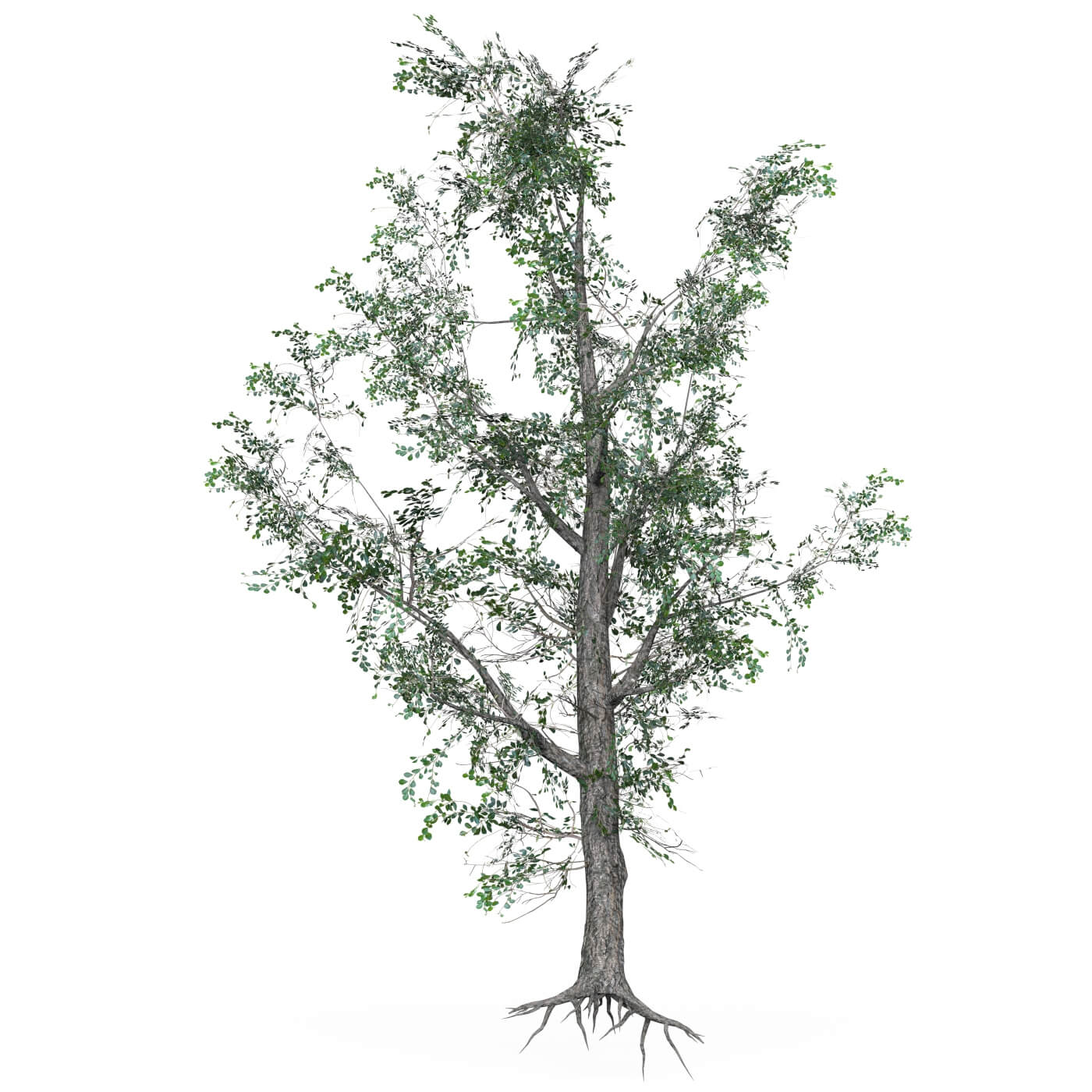 Low Poly Oak Tree 07 - 3D Model by TreeWorld3d