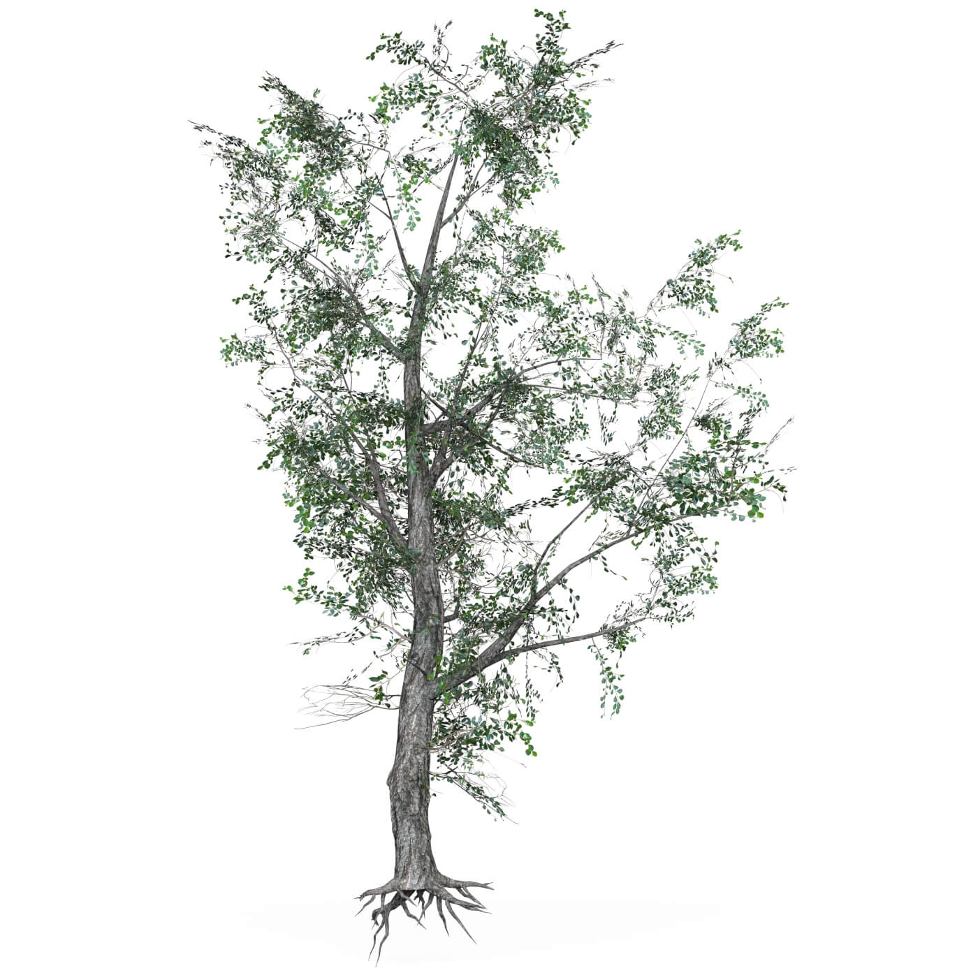 Low Poly Oak Tree 07 - 3D Model by TreeWorld3d