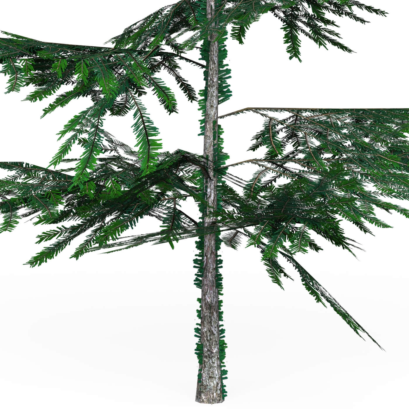 Low Poly Pine Tree 01 - 3D Model by TreeWorld3d