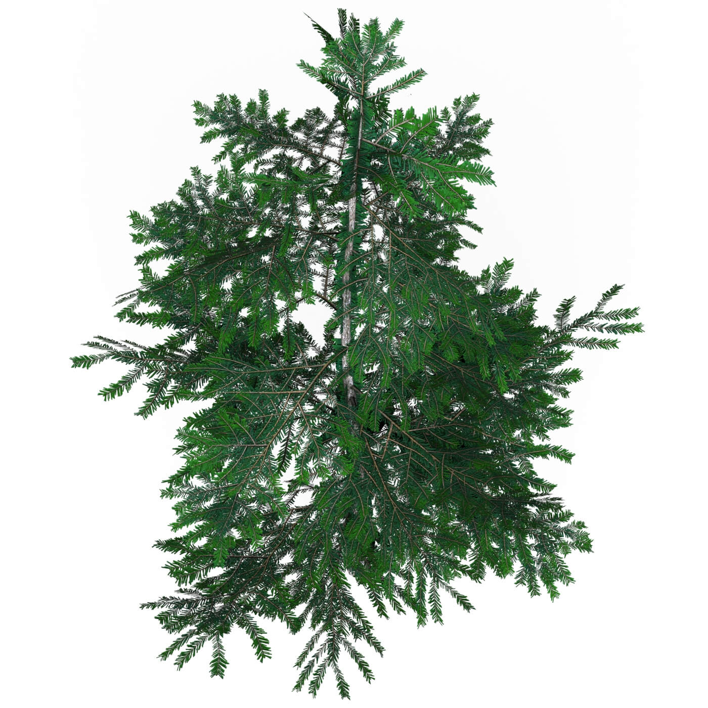 Low Poly Pine Tree 01 - 3D Model by TreeWorld3d