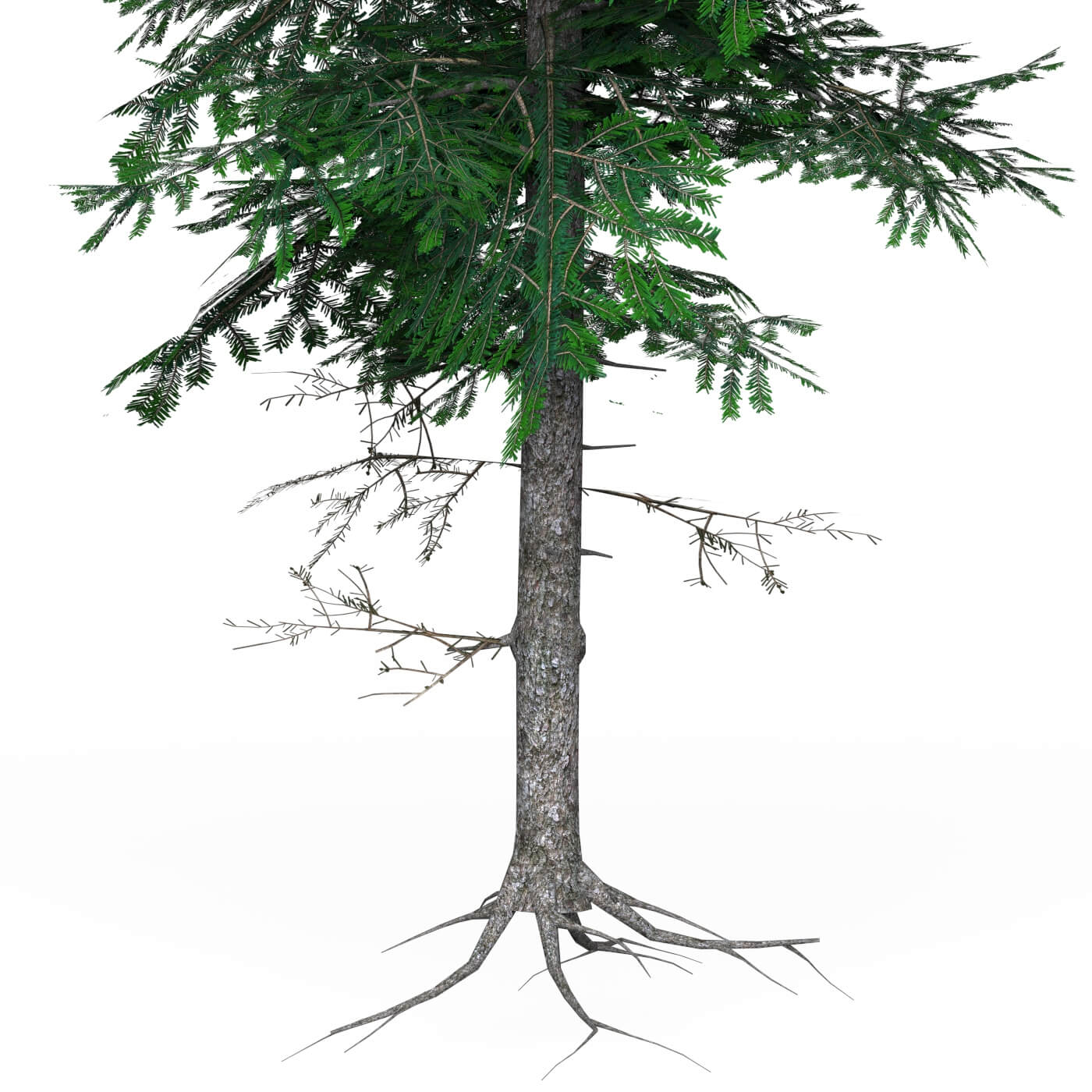 Low Poly Pine Tree 03 - 3D Model by TreeWorld3d