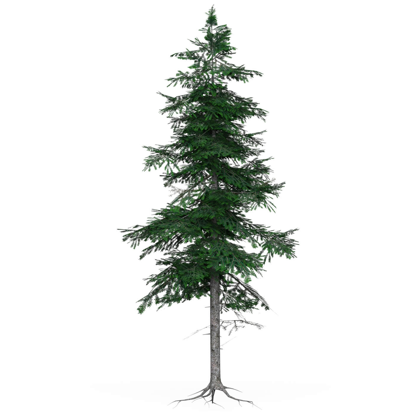 Low Poly Pine Tree 03 - 3D Model by TreeWorld3d