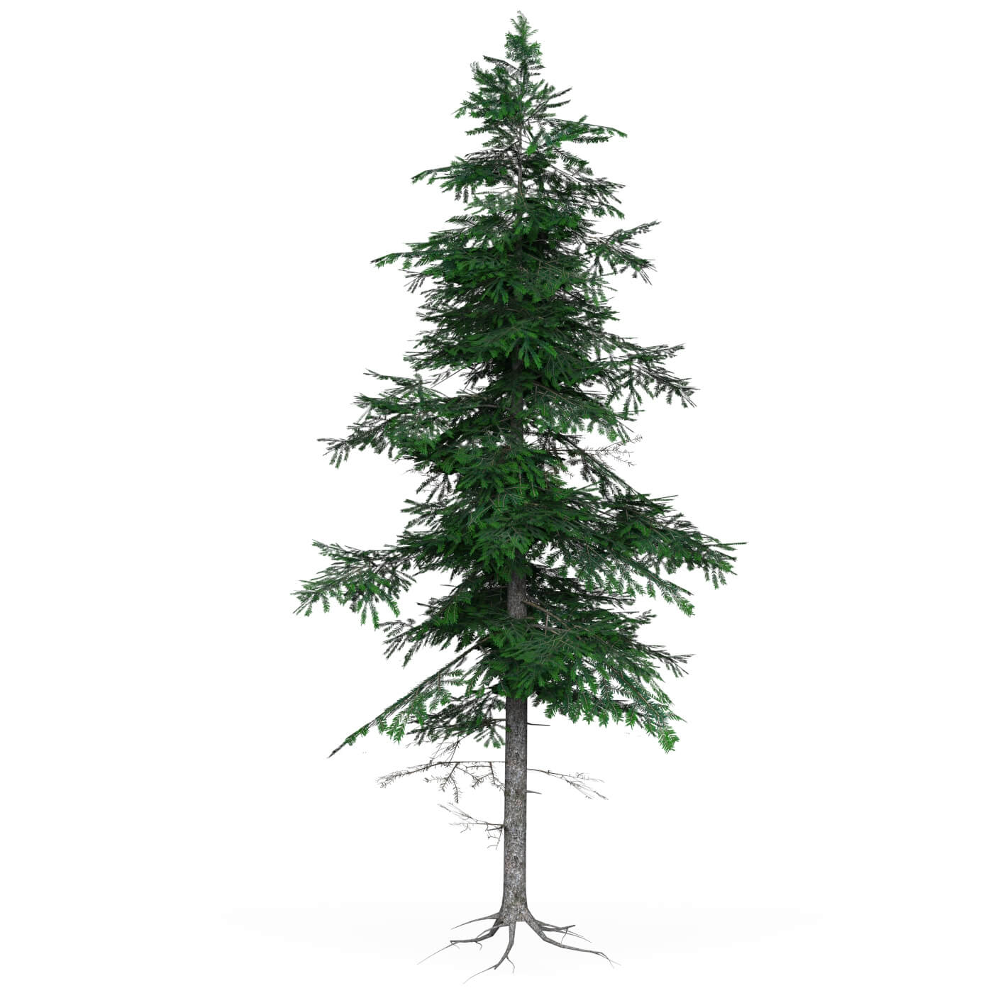 Low Poly Pine Tree 03 - 3D Model by TreeWorld3d