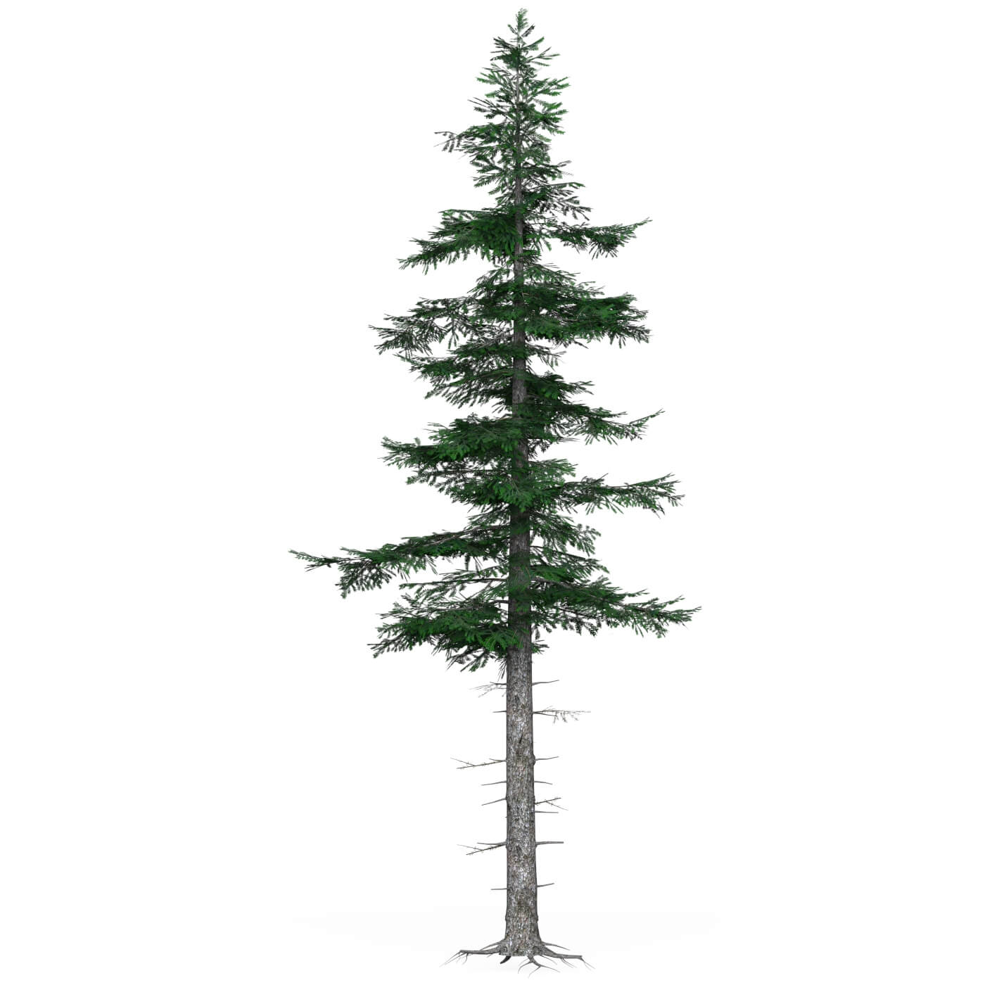 Low Poly Pine Tree 04 - 3D Model by TreeWorld3d