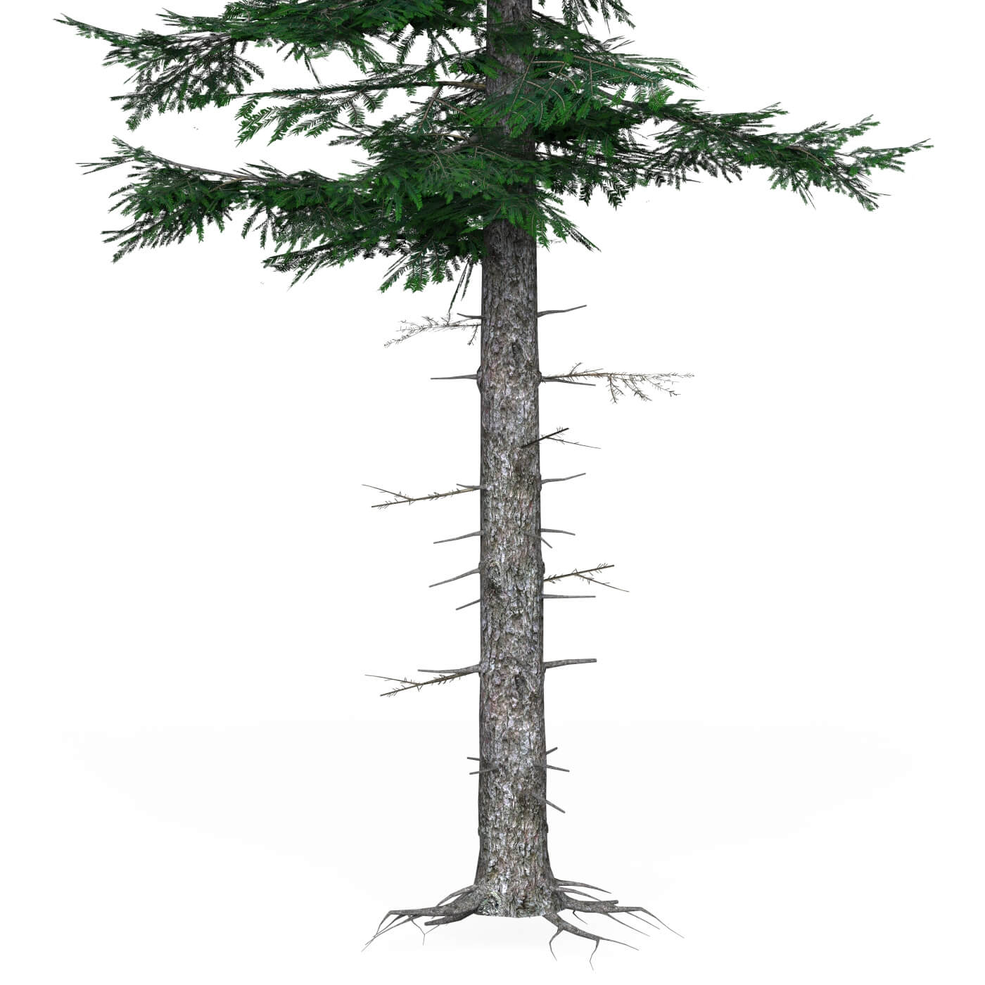 Low Poly Pine Tree 04 - 3D Model by TreeWorld3d