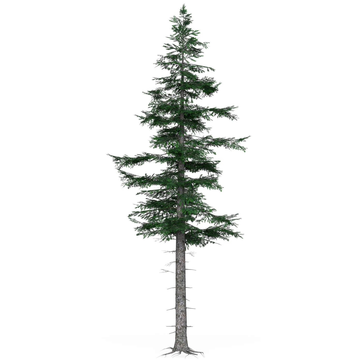 Low Poly Pine Tree 04 - 3D Model by TreeWorld3d