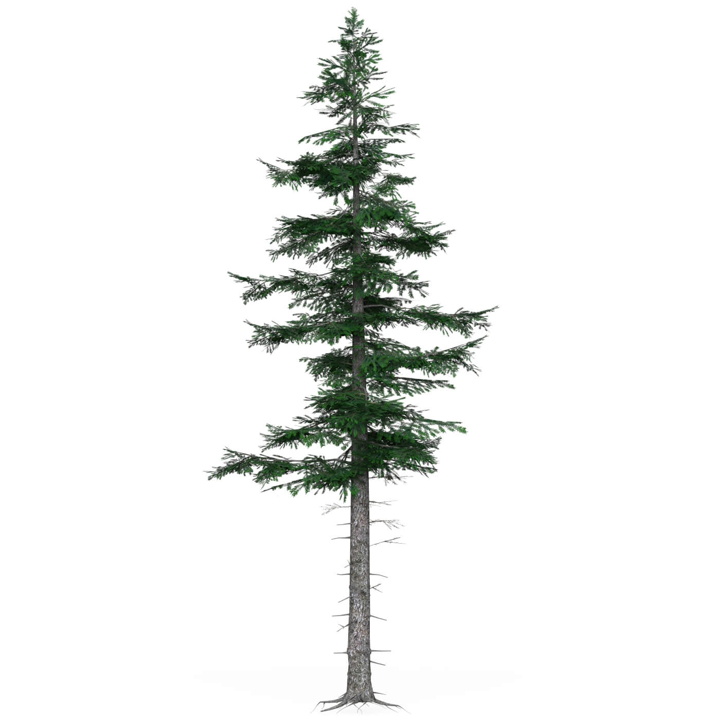 Low Poly Pine Tree 04 - 3D Model by TreeWorld3d