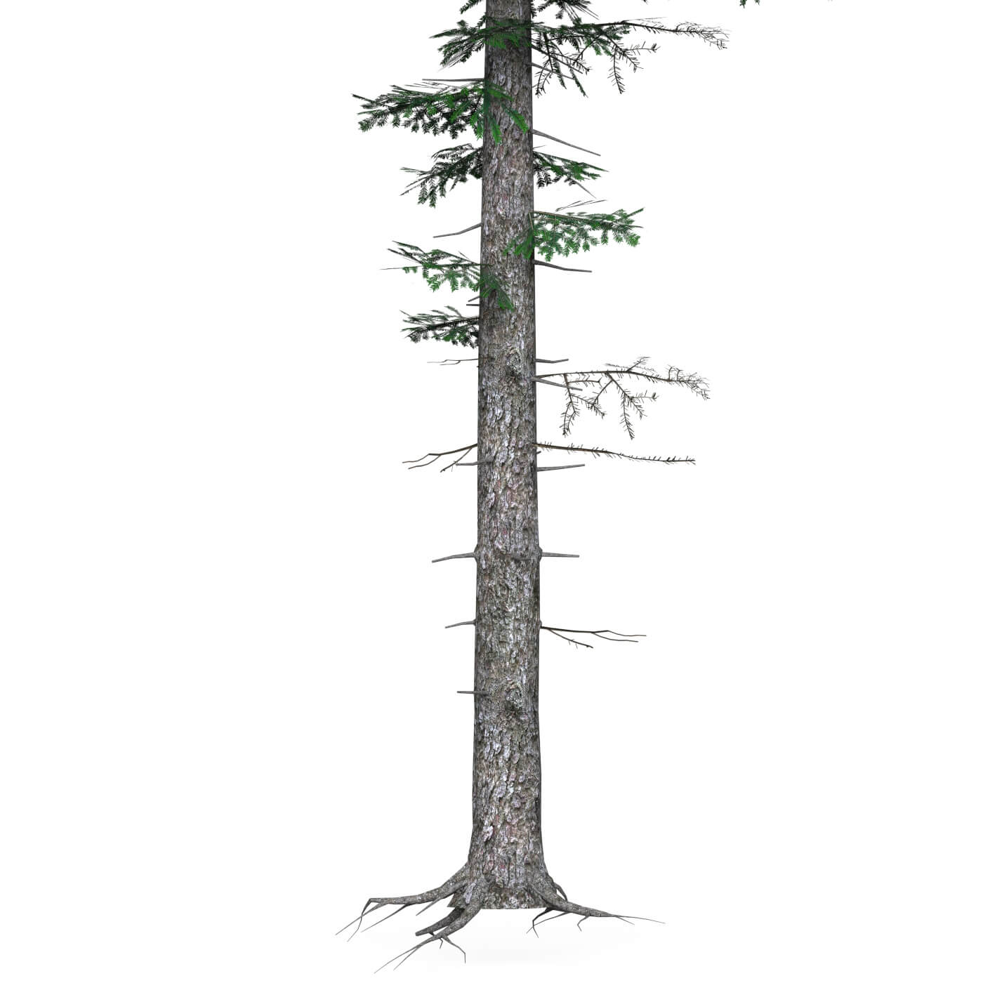 Low Poly Pine Tree 05 - 3D Model by TreeWorld3d