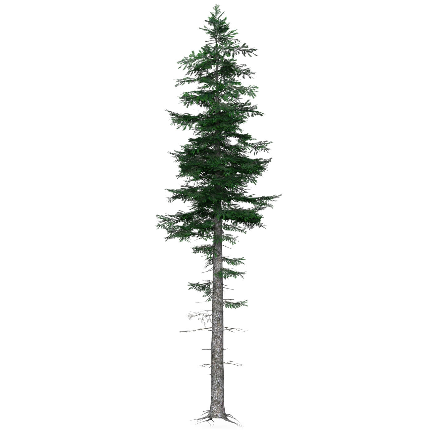 Low Poly Pine Tree 05 - 3D Model by TreeWorld3d