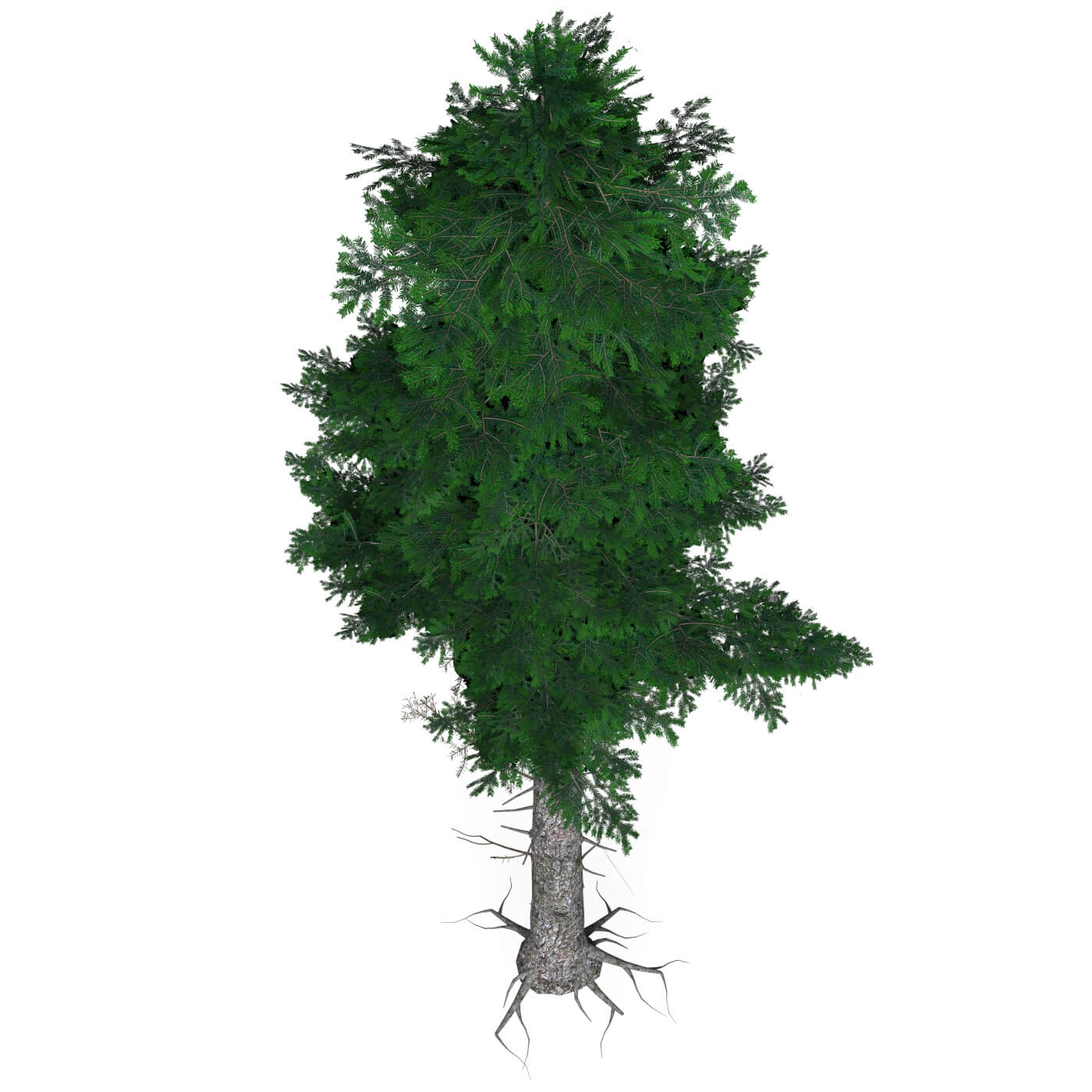 Low Poly Pine Tree 05 - 3D Model by TreeWorld3d