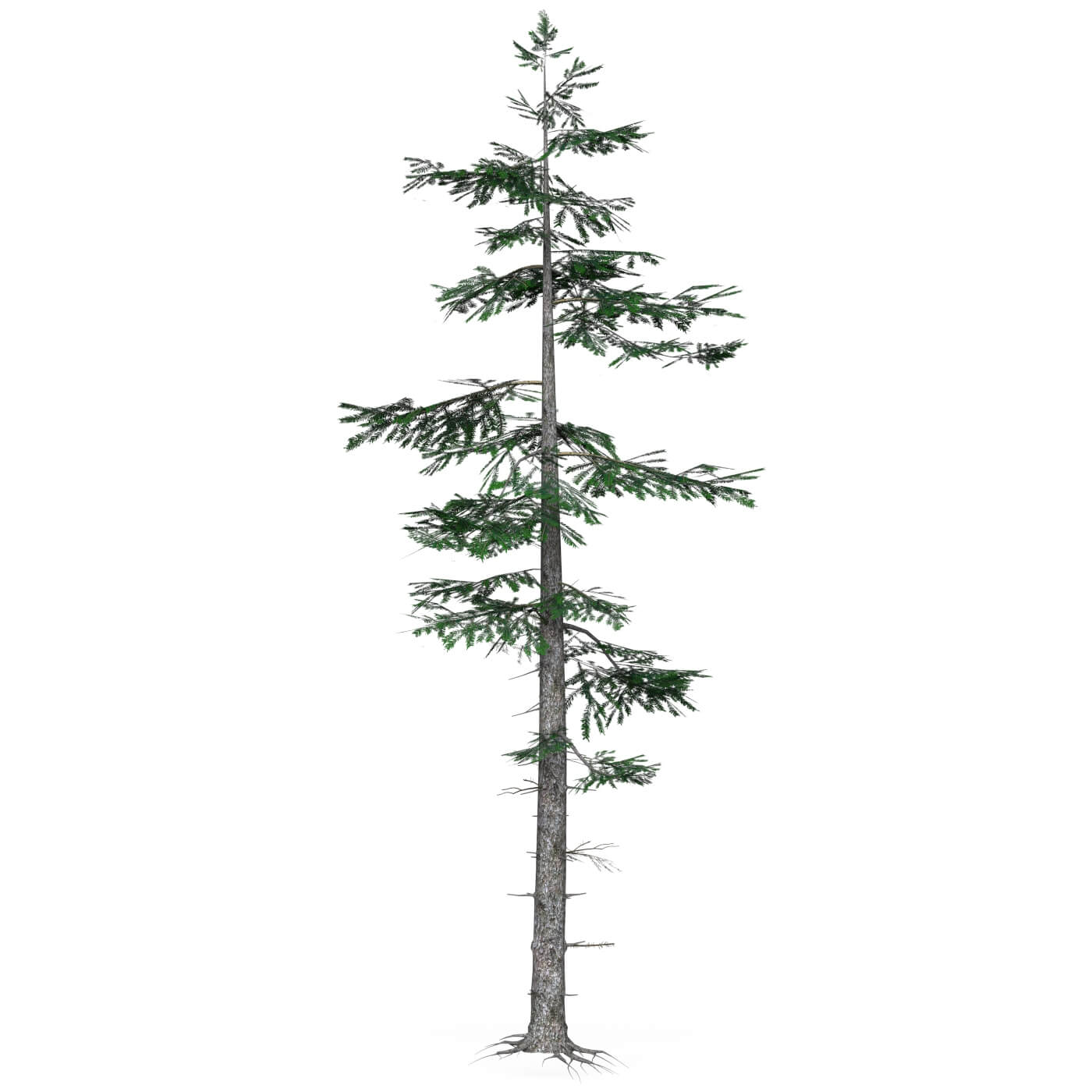 Low Poly Pine Tree 06 - 3D Model by TreeWorld3d