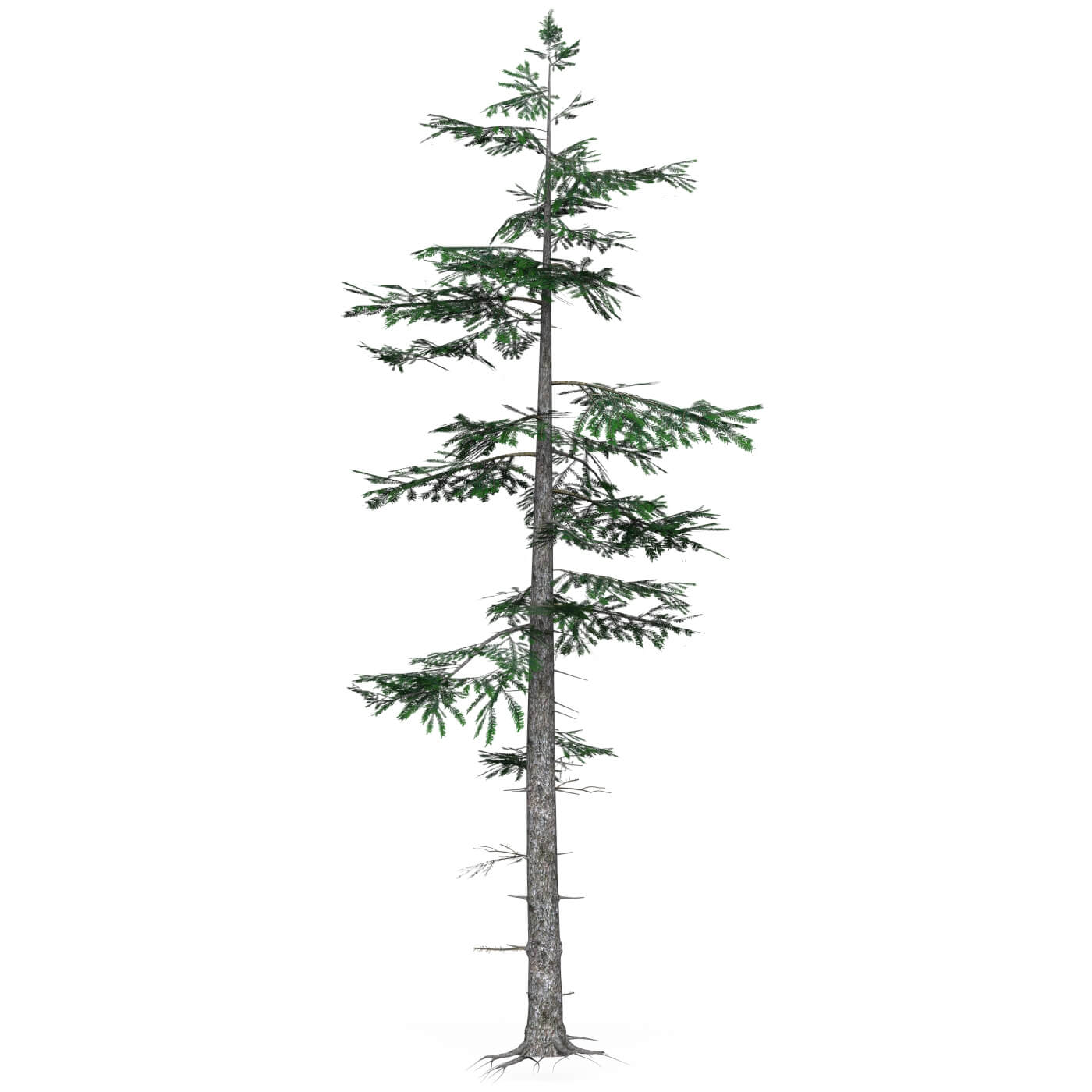 Low Poly Pine Tree 06 - 3D Model by TreeWorld3d