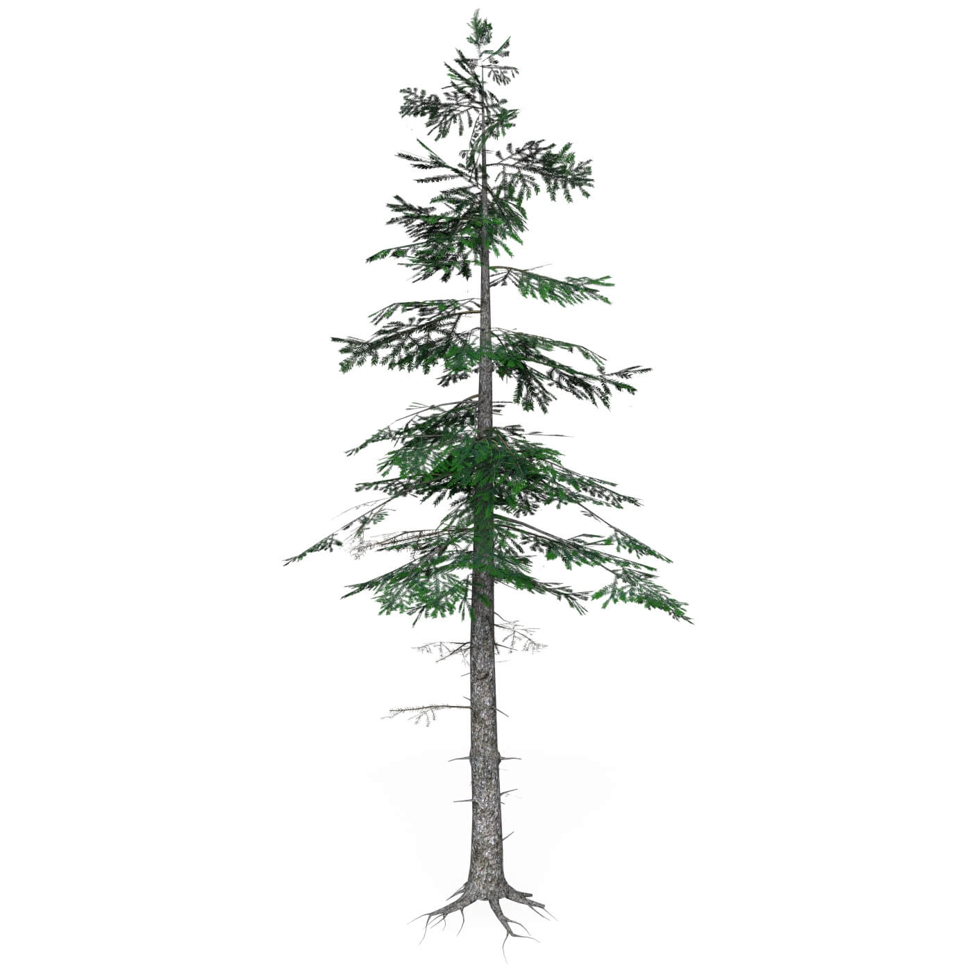 Low Poly Pine Tree 07 - 3D Model by TreeWorld3d