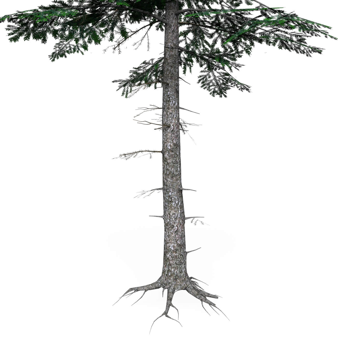 Low Poly Pine Tree 07 - 3D Model by TreeWorld3d