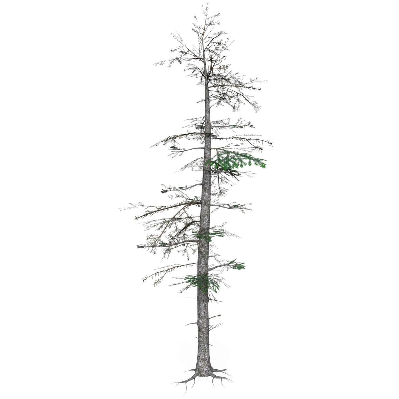 Low Poly Pine Tree 08 - 3D Model by TreeWorld3d