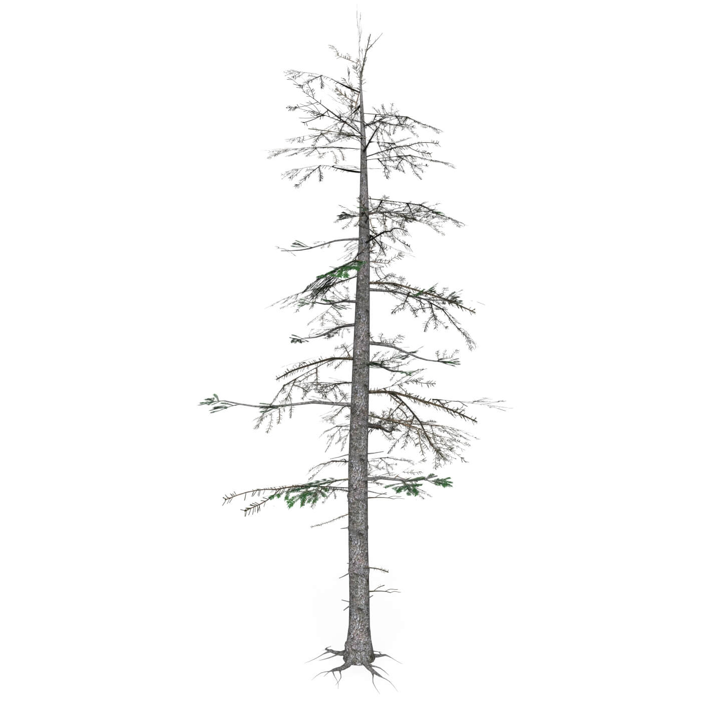 Low Poly Pine Tree 08 - 3D Model by TreeWorld3d