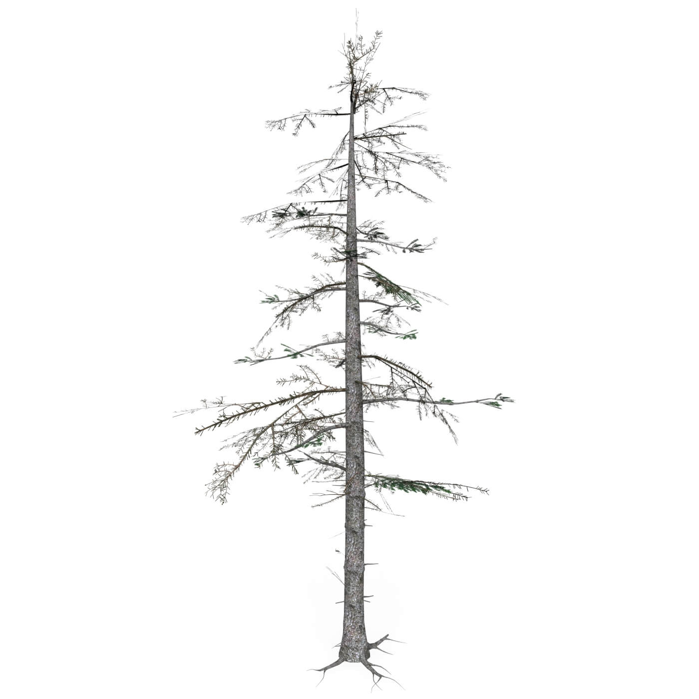 Low Poly Pine Tree 08 - 3D Model by TreeWorld3d