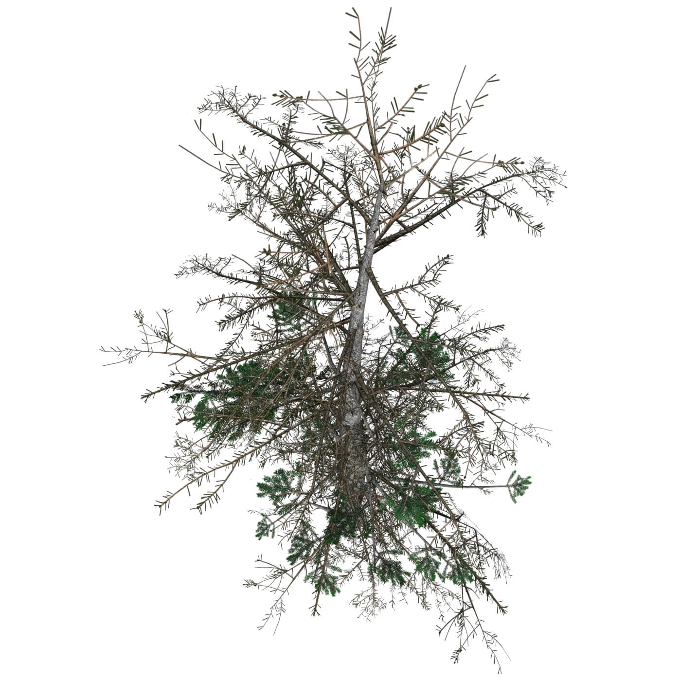 Low Poly Pine Tree 08 - 3D Model by TreeWorld3d